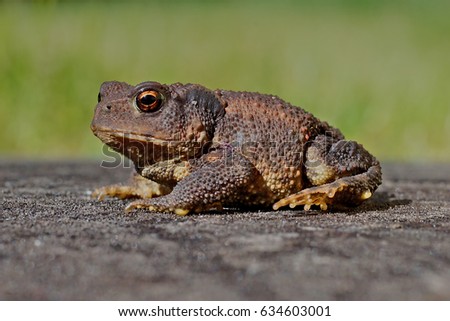 Closeup Small Toad Stock Photo (Edit Now) 634603001 - Shutterstock