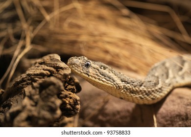 Closeup Snake Stock Photo 93758833 | Shutterstock