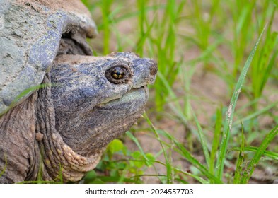 794 Snapping turtle eye Images, Stock Photos & Vectors | Shutterstock