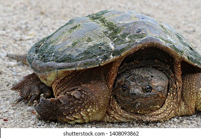 Closeup Snapping Turtle On Side Road Stock Photo 1408093862 | Shutterstock