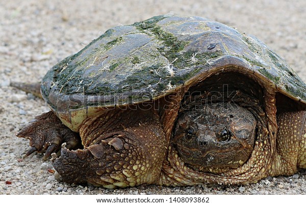 Closeup Snapping Turtle On Side Road Stock Photo 1408093862 | Shutterstock