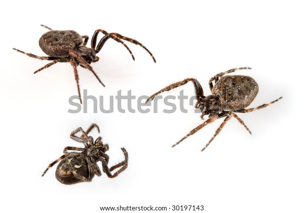 Closeup Spider Various Angles Isolated Over Stock Photo 30197143 ...