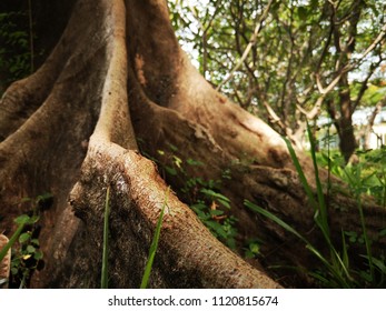 Arbol Del Tule Tree Tule Giant Stock Photo (Edit Now) 793261063