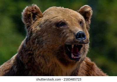 1,563 Stuffed grizzly bear Images, Stock Photos & Vectors | Shutterstock