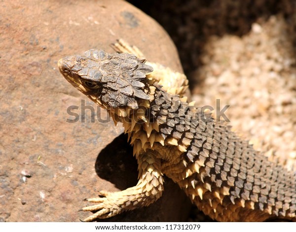 Closeup Sungazer Lizard Basking Sharp Sun Stock Photo (Edit Now) 117312079