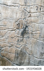 1,086 Worm trace Images, Stock Photos & Vectors | Shutterstock