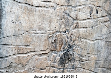 1,086 Worm trace Images, Stock Photos & Vectors | Shutterstock