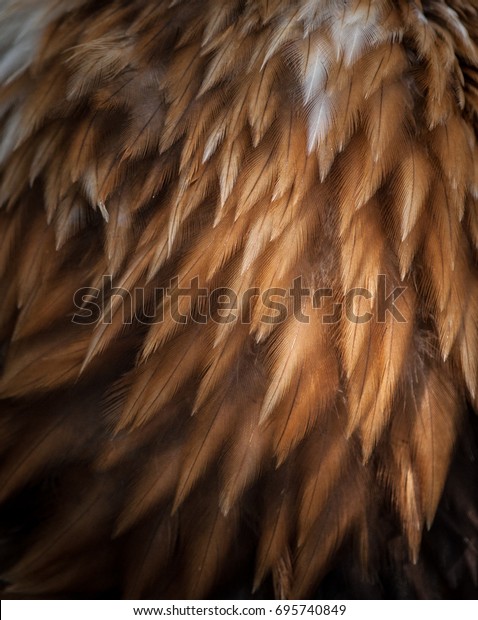 Closeup Texture Bald Eagle Feathers Stock Photo (Edit Now) 695740849