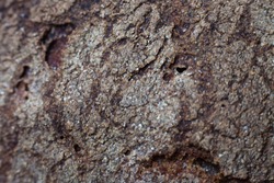 Toast bread texture background, macro. Banner for design | Food Images ...