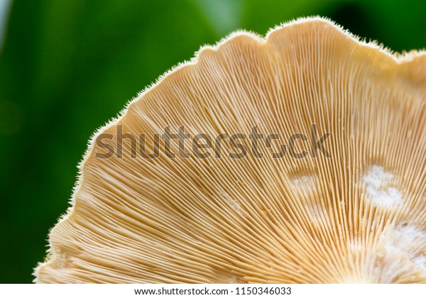 Closeup Texture Underside Wild Mushroom On Stock Photo 1150346033 ...