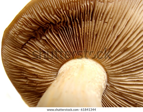 Closeup Texture Underside Wild Mushroom Stock Photo (Edit Now) 61841344