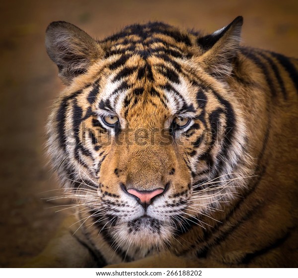 Closeup Tiger Face Stock Photo 266188202 | Shutterstock