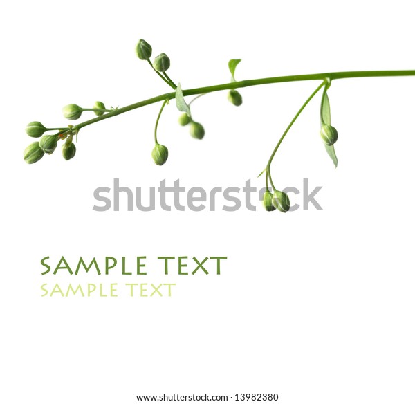 Closeup Tiny Flower Buds Against White Stock Photo 13982380 | Shutterstock