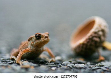 Closeup Tiny Frog On Pavement Stock Photo 1272709705 | Shutterstock