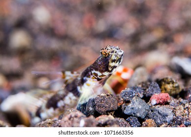 Closeup Tiny Lizard Fish Underwater Stock Photo (Edit Now) 1071663356