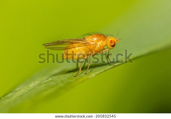 Closeup Tiny Yellow Fly Resting On Stock Photo 205832545 | Shutterstock
