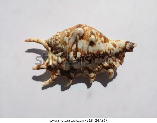 Closeup Top View Sea Shell Isolated Stock Photo 2194247269 | Shutterstock