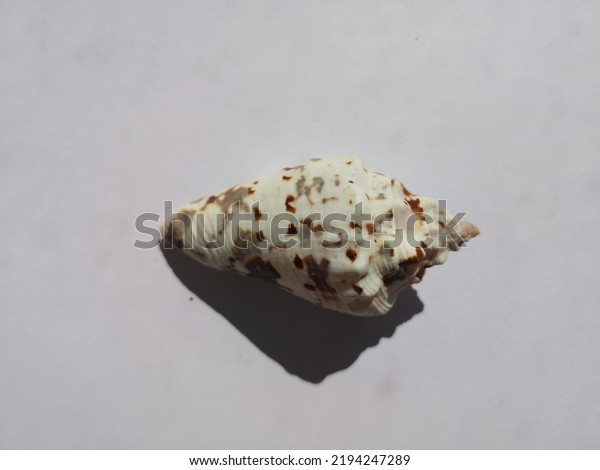 Closeup Top View Sea Shell Isolated Stock Photo 2194247289 | Shutterstock