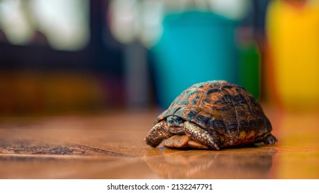 1,577 Tortoise hiding in shell Images, Stock Photos & Vectors ...