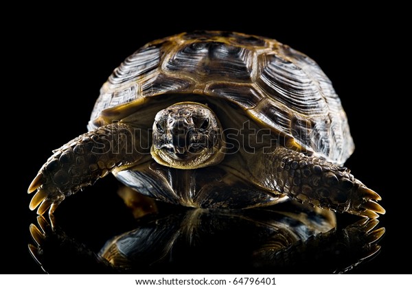 Closeup Tortoise Looking Camera Isolated On Stock Photo 64796401 ...