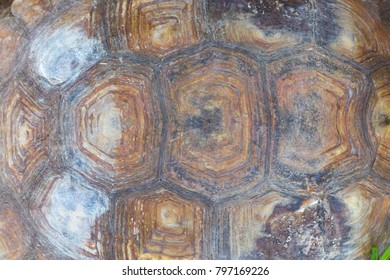 Closeup Tortoise Shell Texture Stock Photo 797169226 | Shutterstock