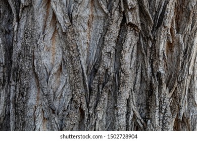 Closeup Tree Bark Texture Background Overlay Stock Photo 1502728904 ...