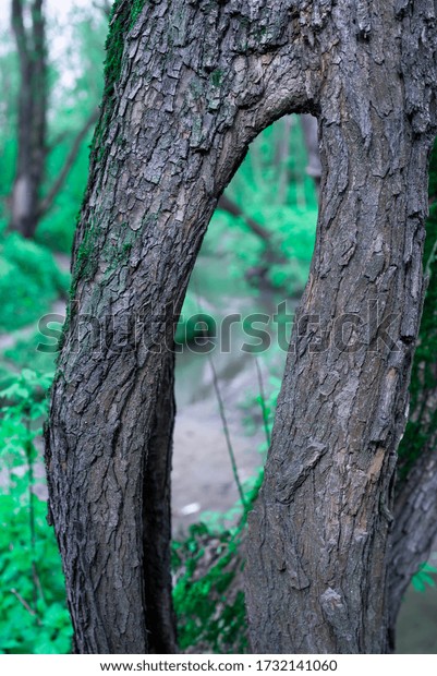 Closeup Tree Interesting Trunk Has Cavity Stock Photo 1732141060 ...