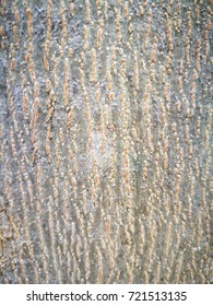 Closeup Tree Texture Stock Photo 721513135 | Shutterstock