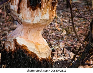 1,615 Beaver marks Images, Stock Photos & Vectors | Shutterstock