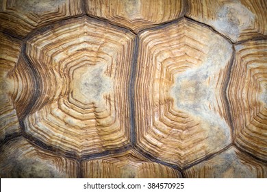 36,851 Turtle shell closeup Images, Stock Photos & Vectors | Shutterstock