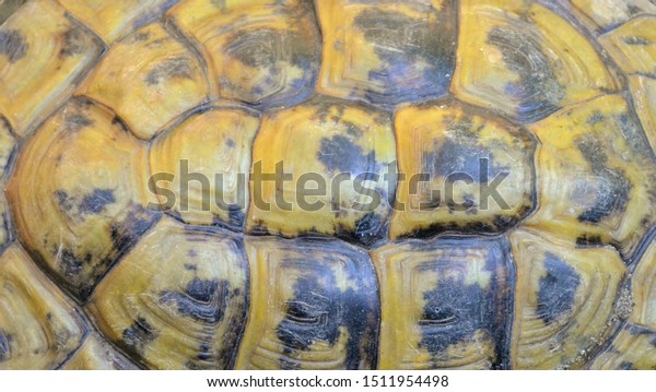 Closeup Turtle Shell Turtle Shell Top Stock Photo (Edit Now) 1511954498