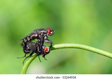 Two Flies Mating On Green Leaf Stock Photo (Edit Now) 2137778555