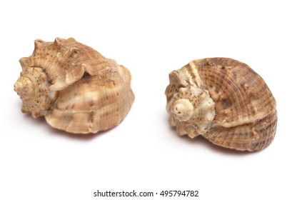Closeup Two Shells Isolated On White Stock Photo 495794782 | Shutterstock
