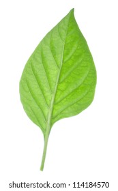 198 Obtuse leaves Images, Stock Photos & Vectors | Shutterstock