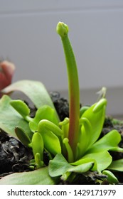 Closeup Venus Flytrap Bud Leaves Traps Stock Photo (Edit Now) 1429171970