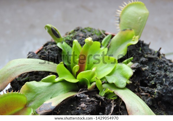 Closeup Venus Flytrap Bud Leaves Traps Stock Photo 1429054970 ...