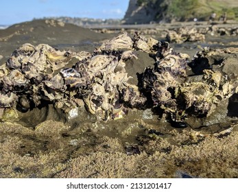 4,413 Eroded by tide Images, Stock Photos & Vectors | Shutterstock