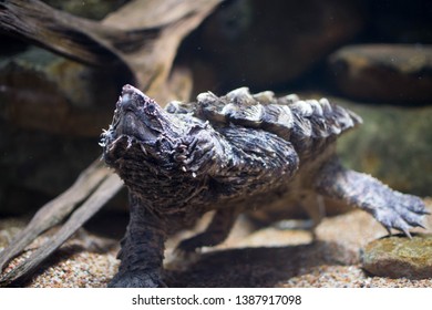 Closeup View Alligator Snapping Turtle Stock Photo 1387917098 ...