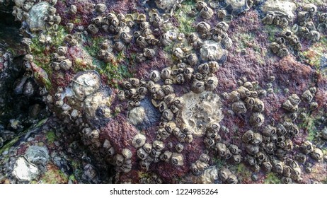 Closeup View Barnacles Sea Shells Encrusted Stock Photo 1224985264 ...