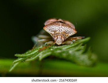 195,432 Bug leg Images, Stock Photos & Vectors | Shutterstock