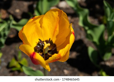 738 Hocus pocus Stock Photos, Images & Photography | Shutterstock