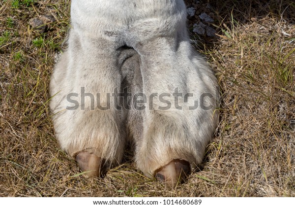 Closeup View Large White Camel Foot Stock Photo (Edit Now) 1014680689