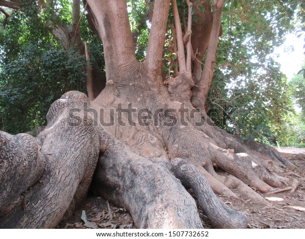 Closeup View On Thick Tree Roots Stock Photo 1507732652 | Shutterstock