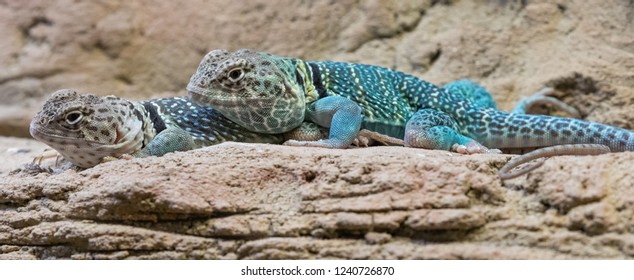 252 Blue collared lizard Images, Stock Photos & Vectors | Shutterstock