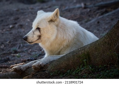 2,680 Sad wolf Images, Stock Photos & Vectors | Shutterstock