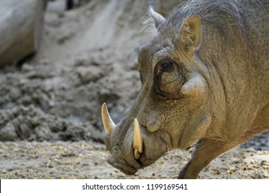 Closeup Warthog Stock Photo 1199169541 | Shutterstock