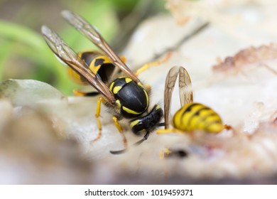 350 Wasps Eating Meat Images, Stock Photos & Vectors | Shutterstock