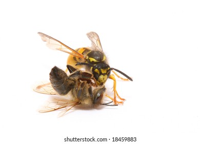 1,487 Bee fighting Images, Stock Photos & Vectors | Shutterstock