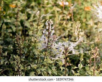 1,198 Kidney tea plant Images, Stock Photos & Vectors | Shutterstock