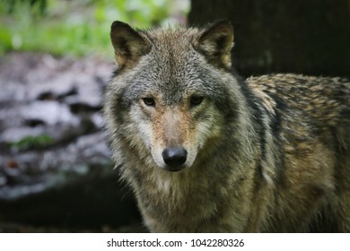 Closeup Wolf Looking Forward Stock Photo 1042280326 | Shutterstock